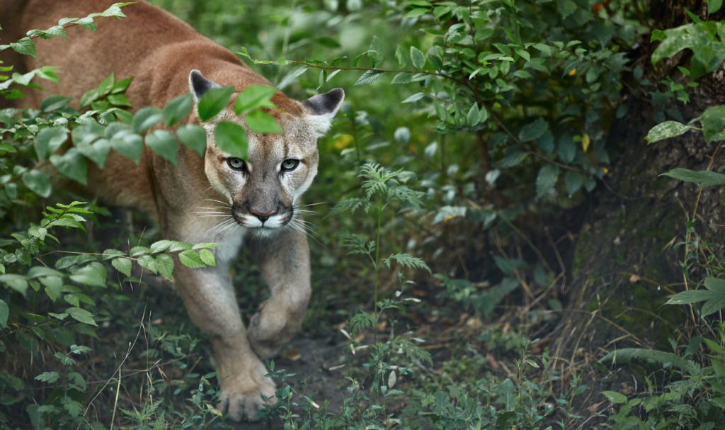 Movements of Mountain Lions - SouthValley.com